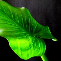 Détails sur la construction de chacun des exercices